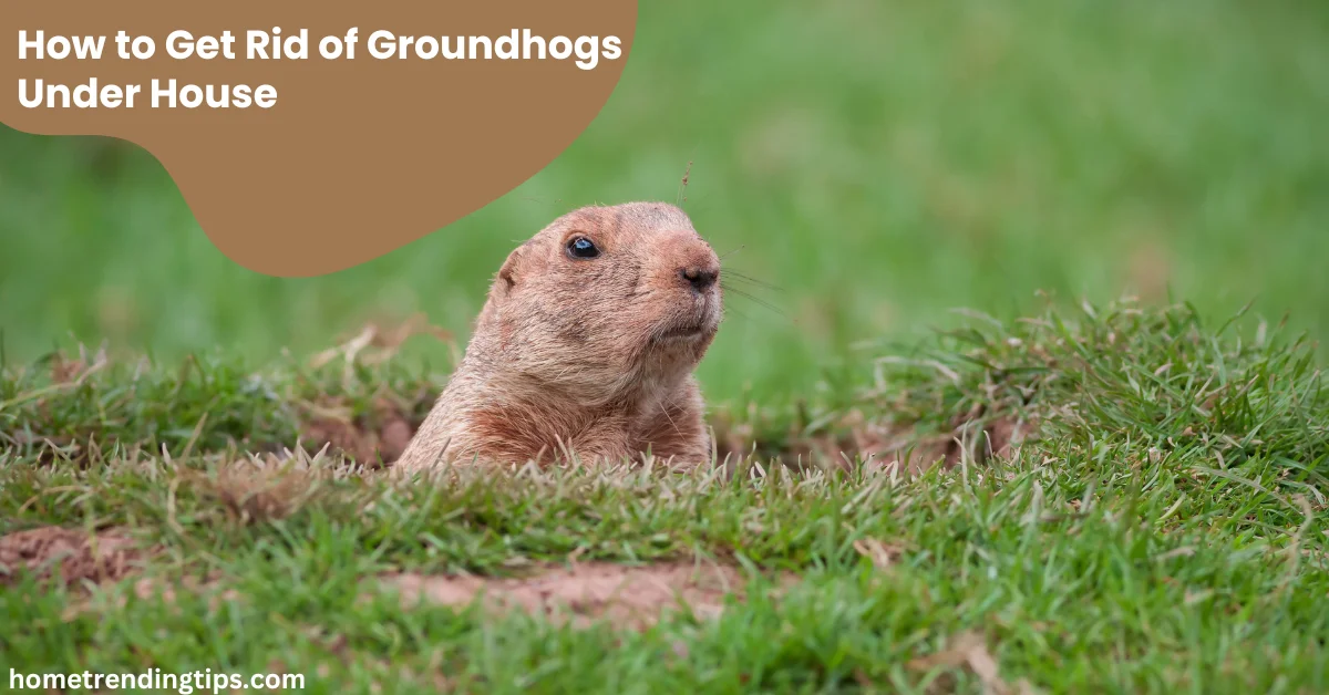 How to Get Rid of Groundhogs Under House: Expert Solutions